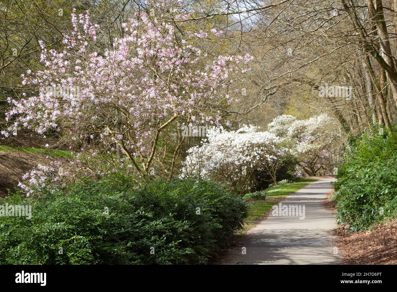 Magnolia trees and path in a park at the beginning of spring Stock ...