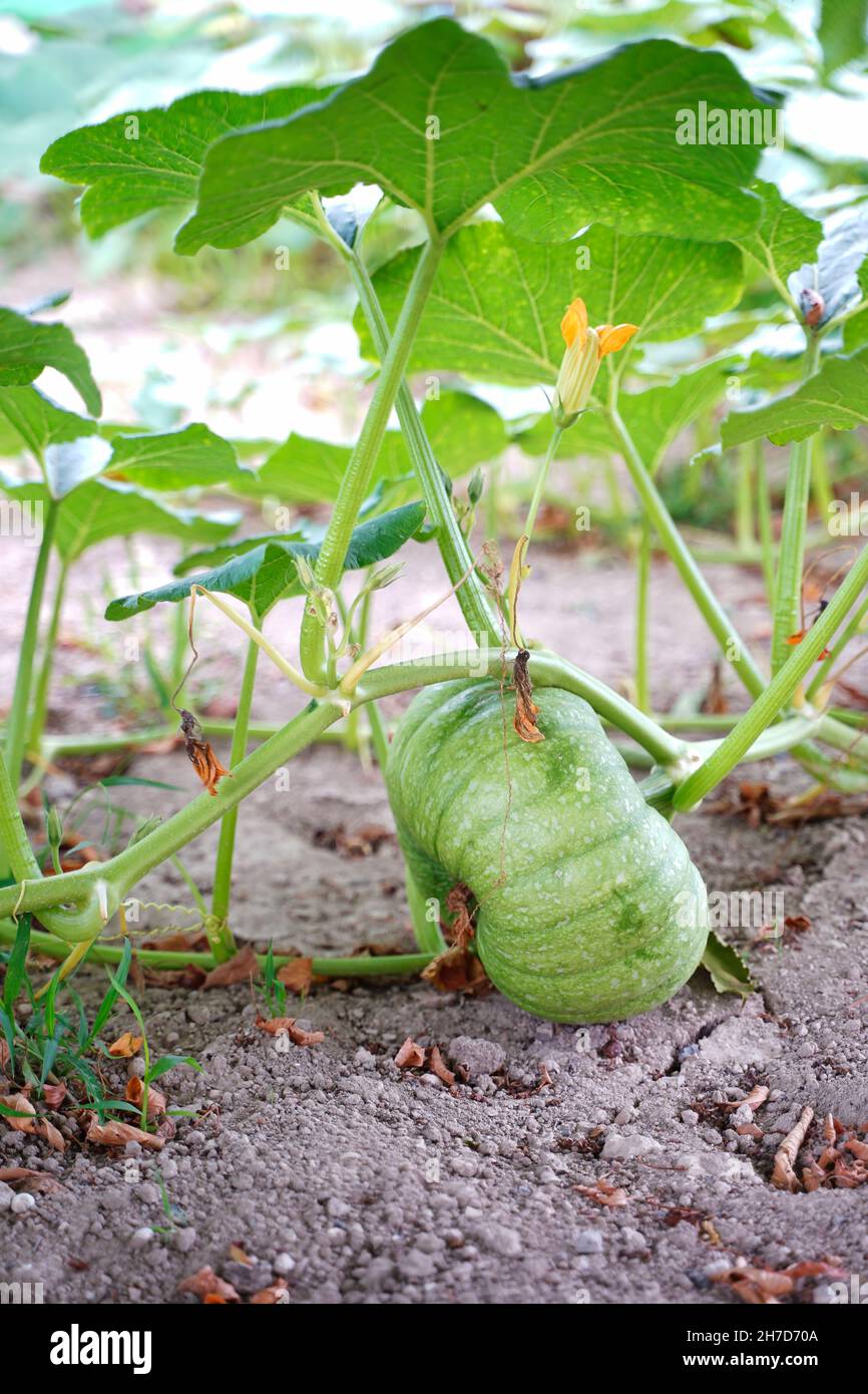 Vertical closeup of a green unripe pumpkin in the garden Stock Photo ...