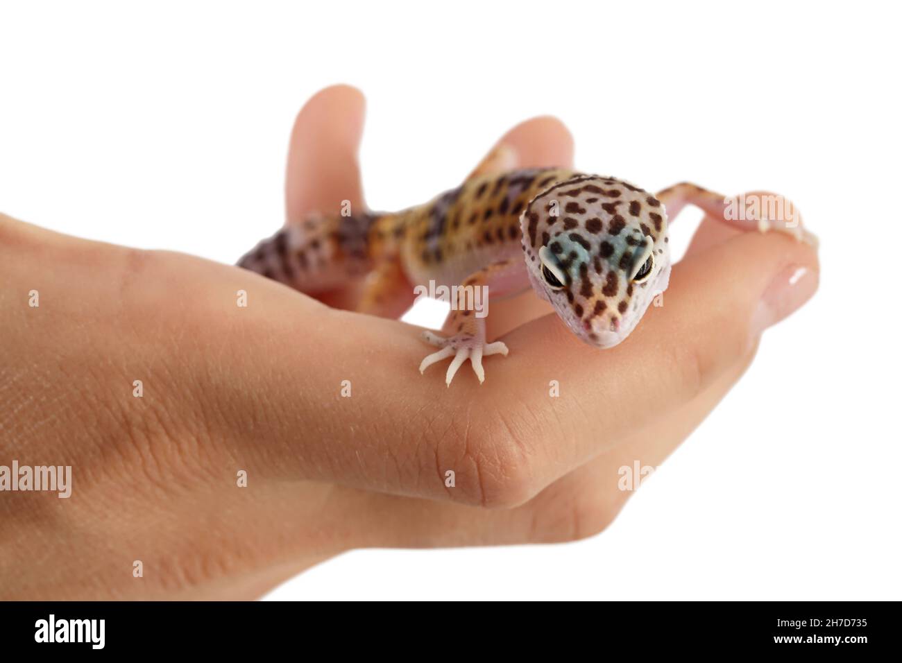 Leopard gecko or Eublepharis macularius on the hand isolated on white ...