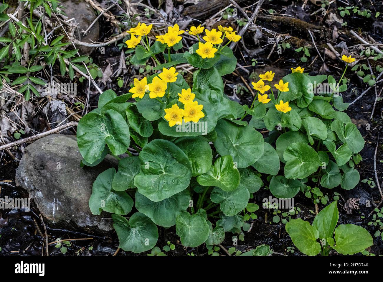 Spring marigolds hi-res stock photography and images - Alamy