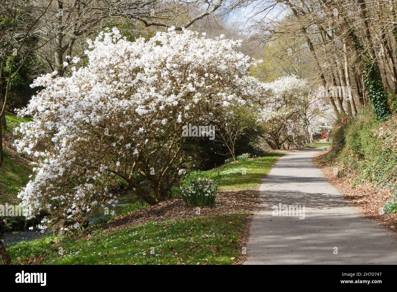 Magnolia trees and path in a park at the beginning of spring Stock ...