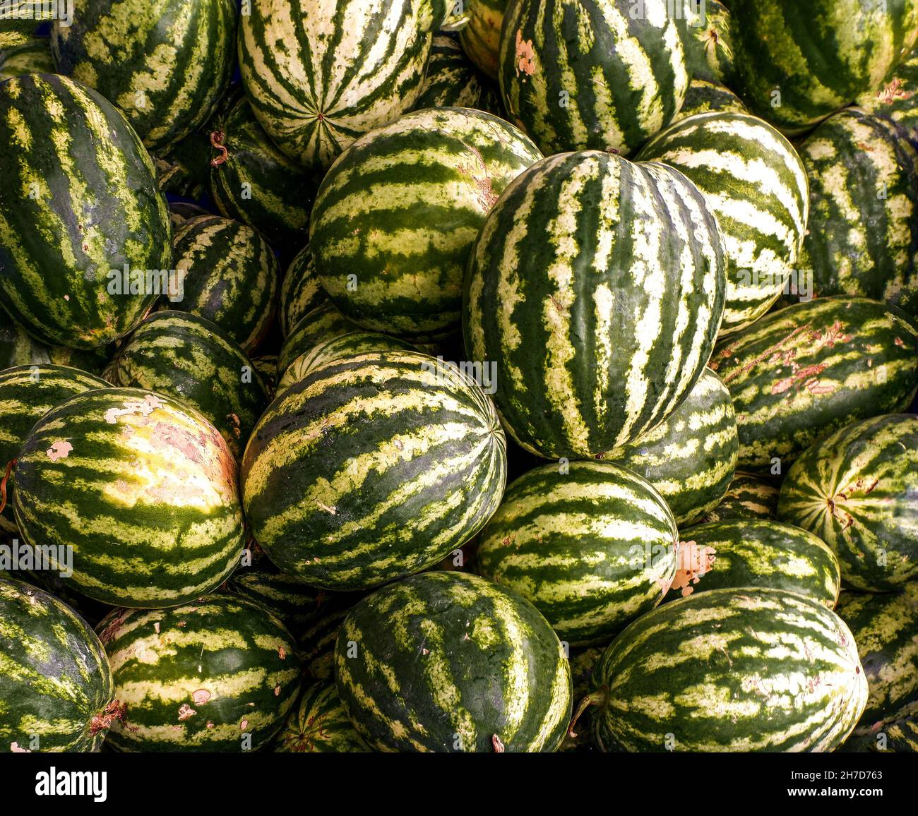 Top view of a pile of ripe organic delicious watermelons under the ...