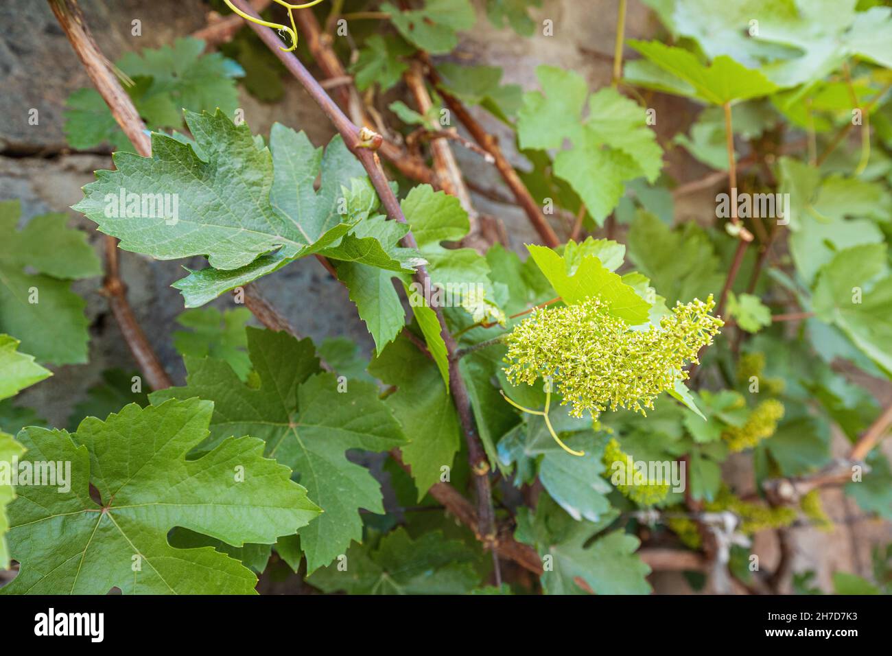 A flower and small ovaries of grapes in the garden or in the vineyard ...