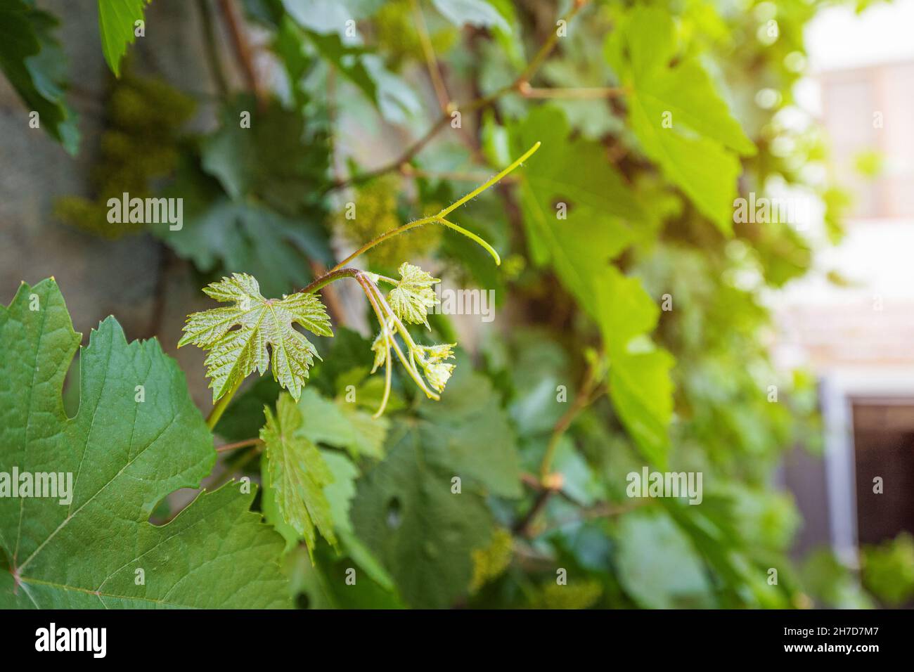 Young grapevine sprout growing in hi-res stock photography and images ...