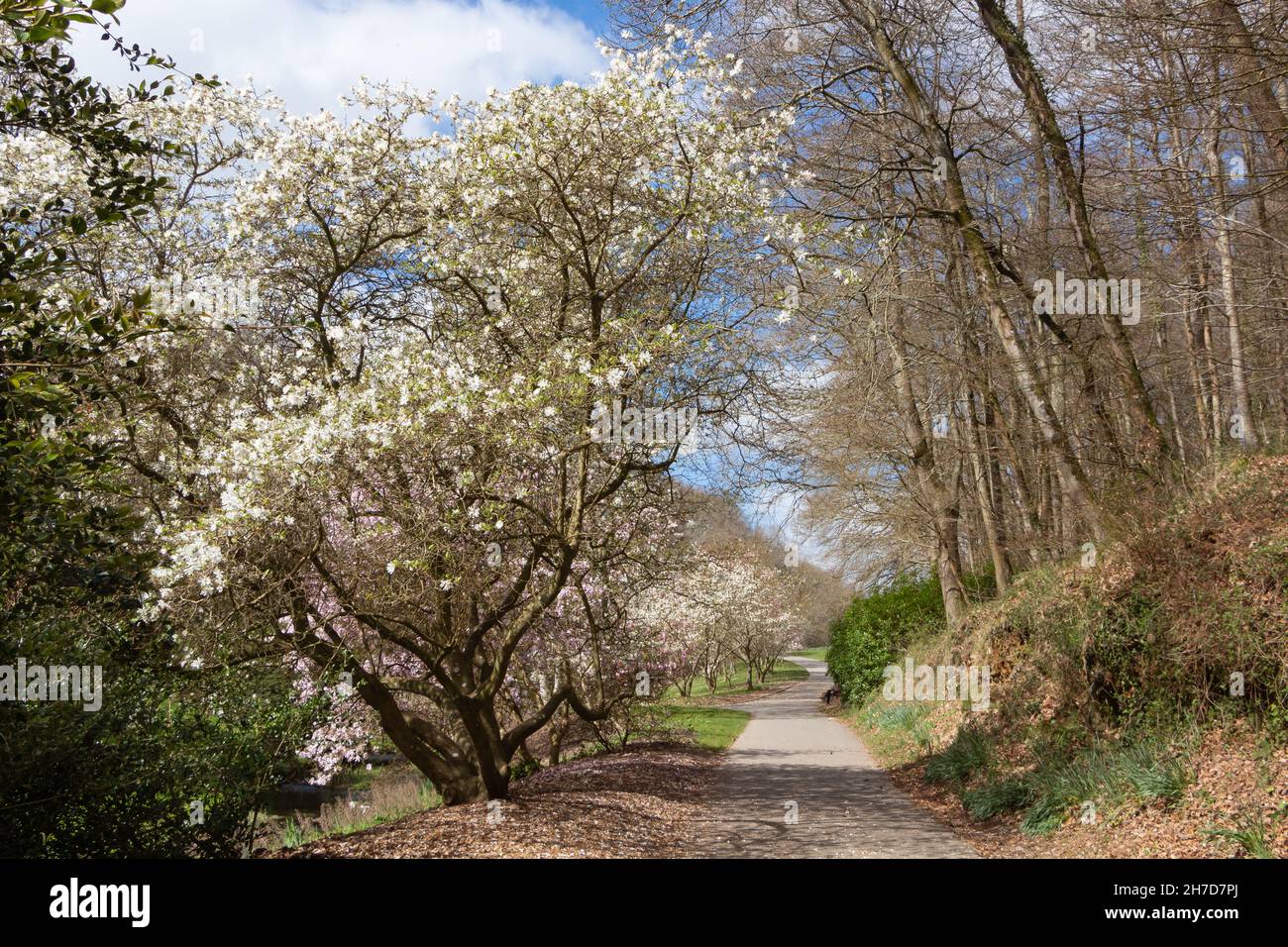 Magnolia trees and path in a park at the beginning of spring Stock ...