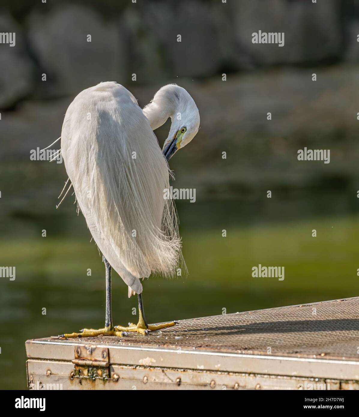Small Egret in a lake Stock Photo - Alamy