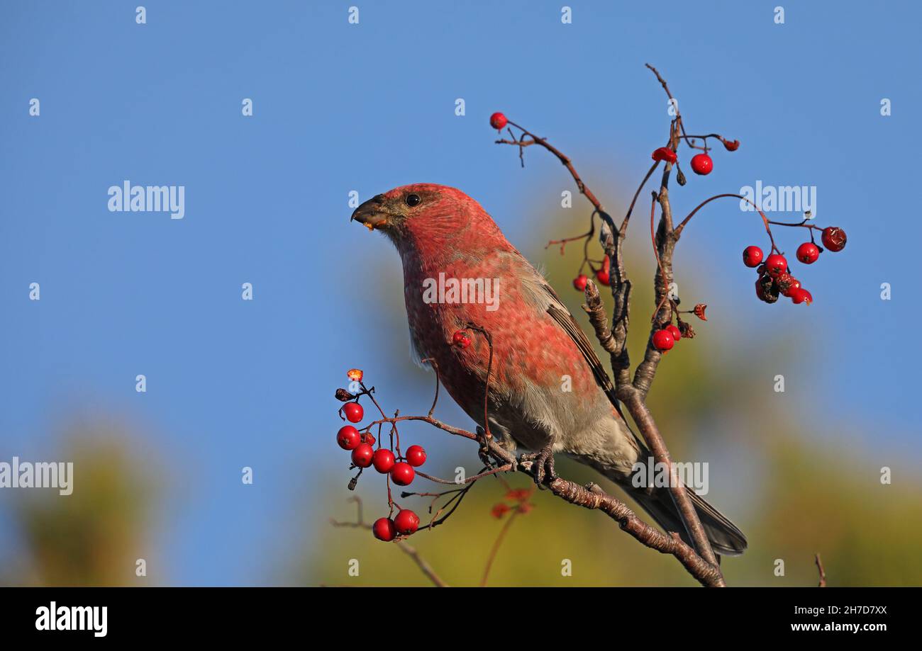 Bird eating red berries hi-res stock photography and images - Alamy