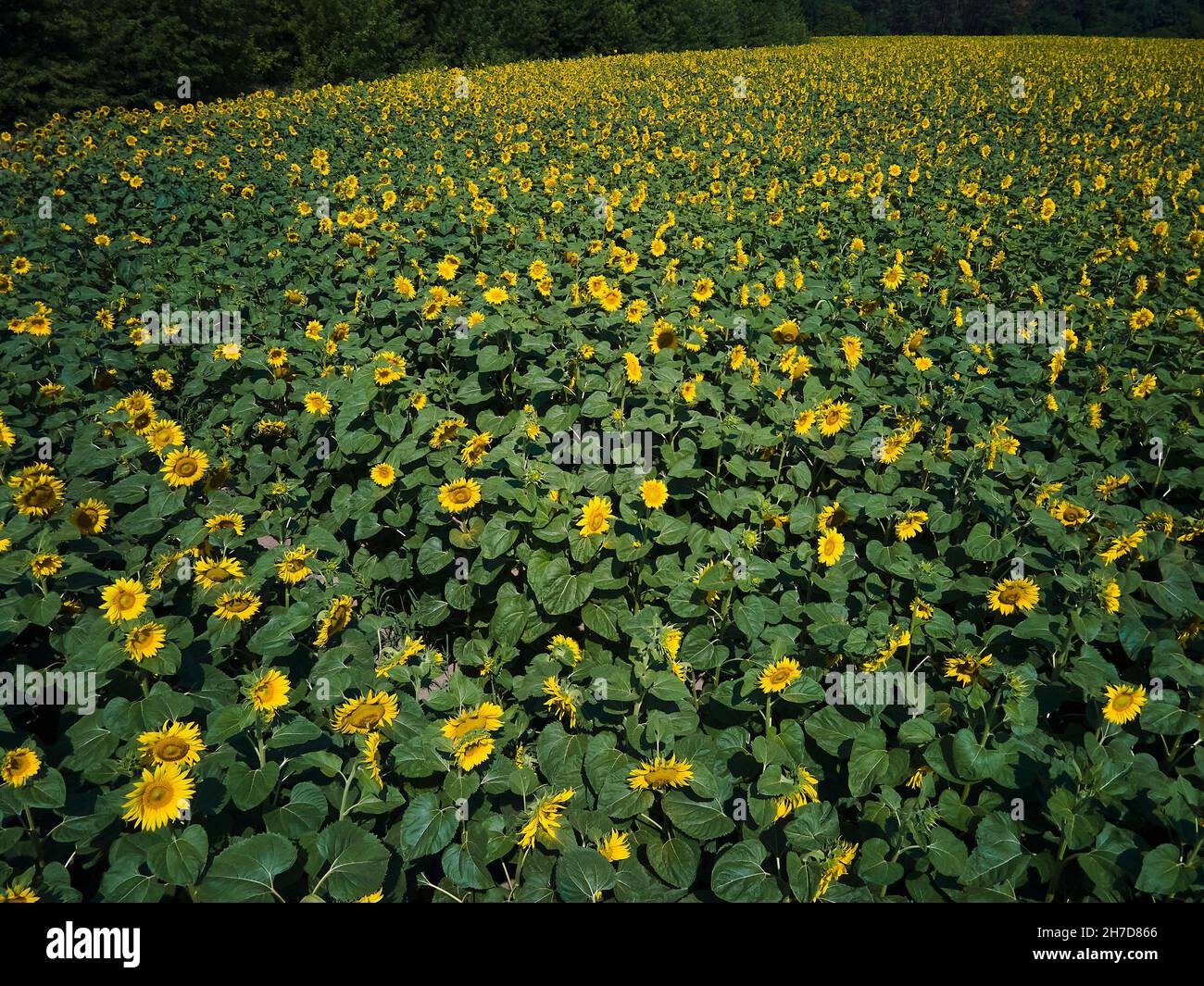 View fully bloomed sunflower hi-res stock photography and images - Alamy