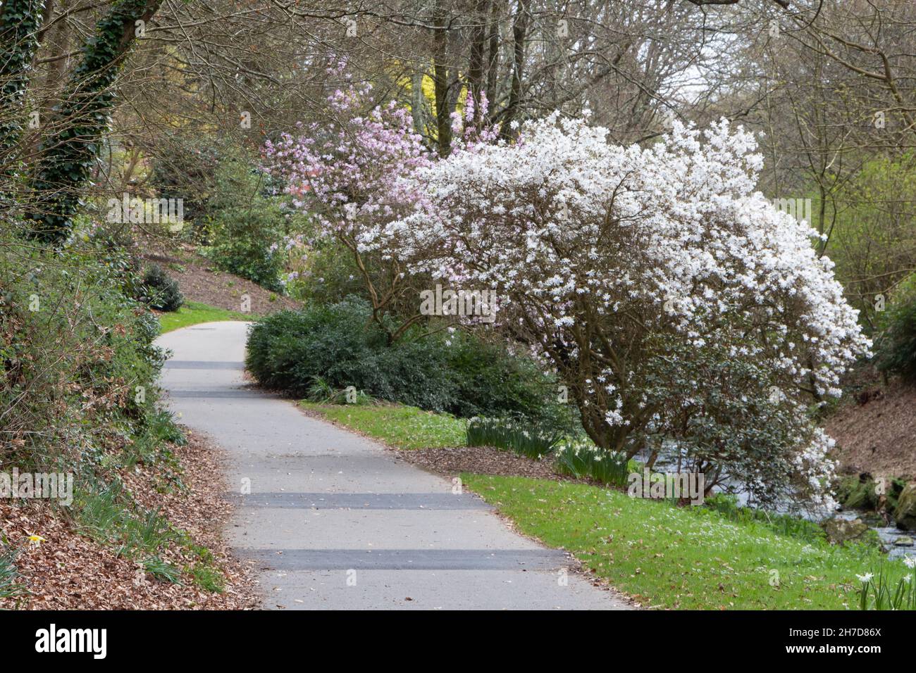 Magnolia trees and path in a park at the beginning of spring Stock ...