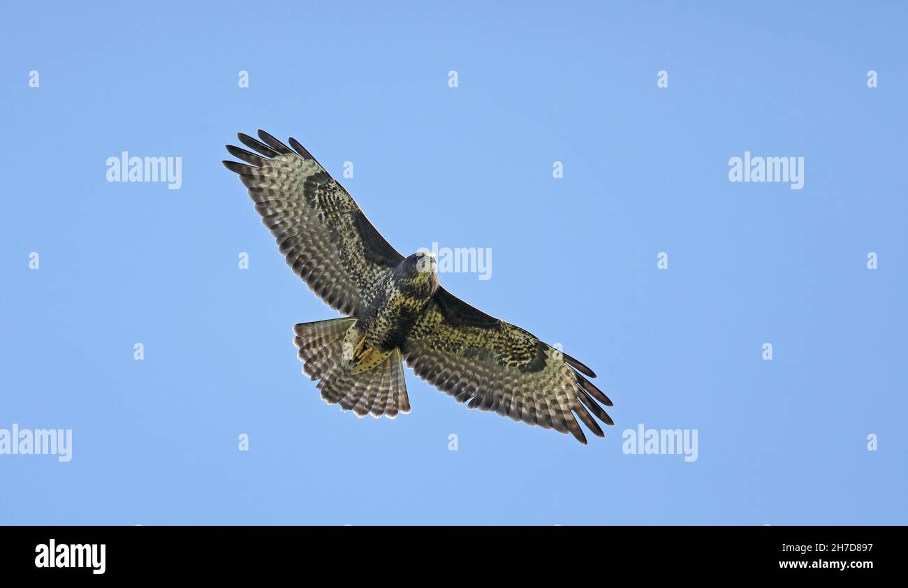 Common buzzard, Buteo buteo, soaring above,under blue sky Stock Photo ...