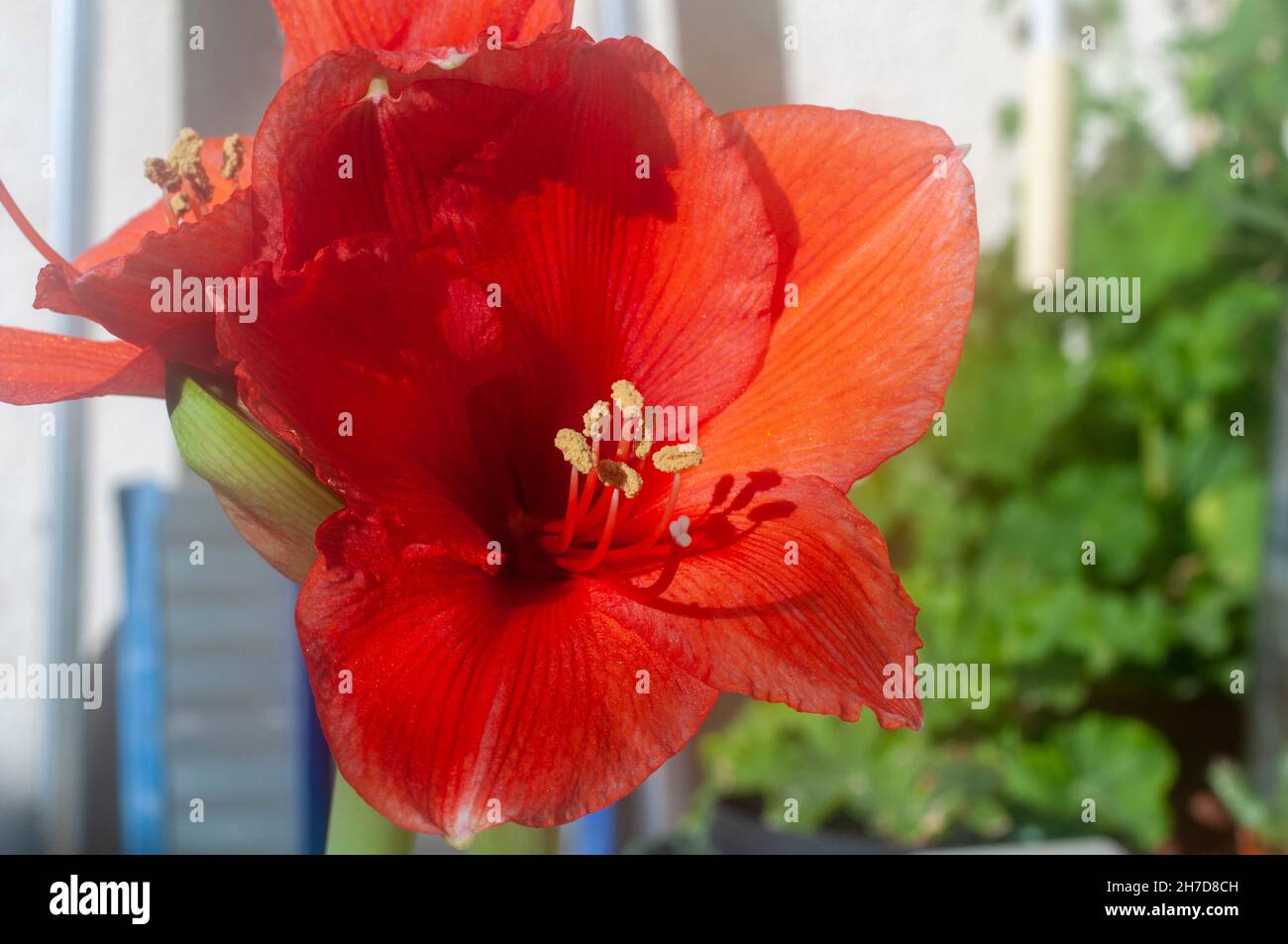 Hippeastrum leaves hi-res stock photography and images - Alamy