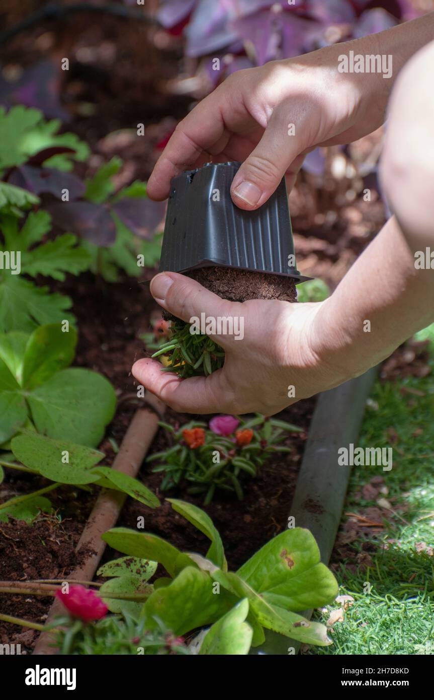 woman planting in her garden only her hands are visible in this image ...