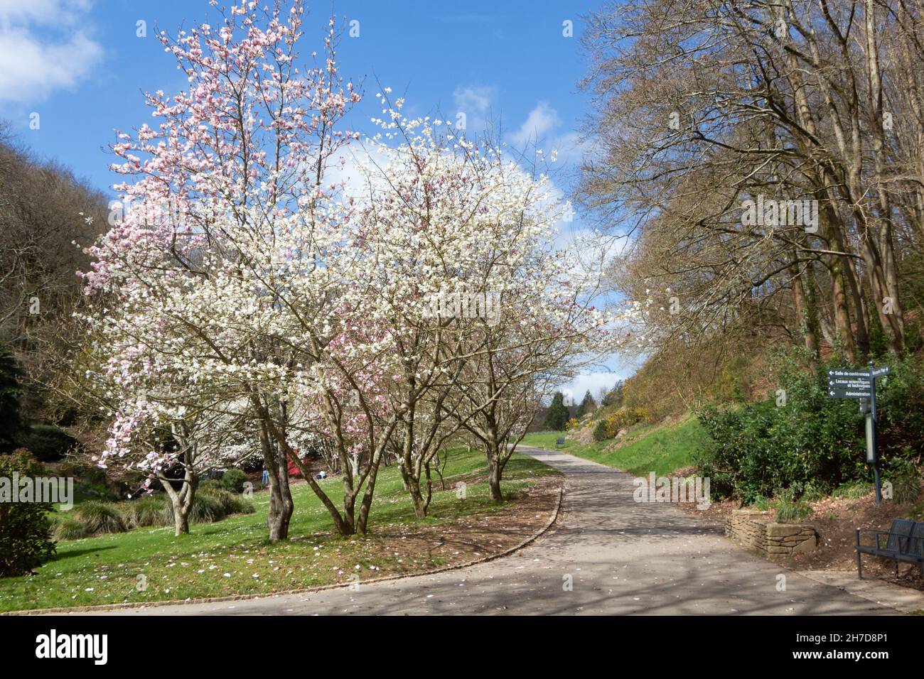 Magnolia trees and path in a park at the beginning of spring Stock ...