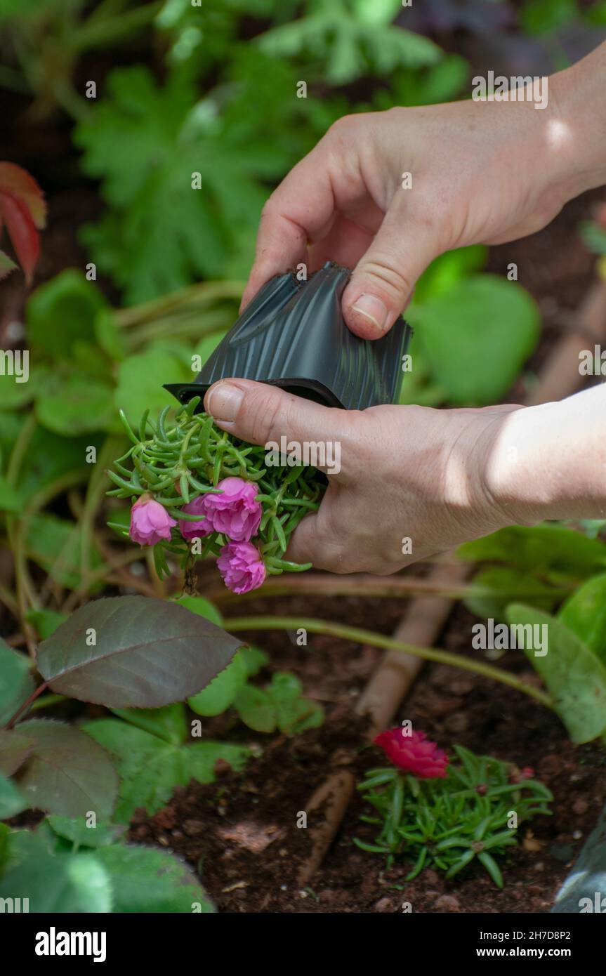 woman planting in her garden only her hands are visible in this image ...