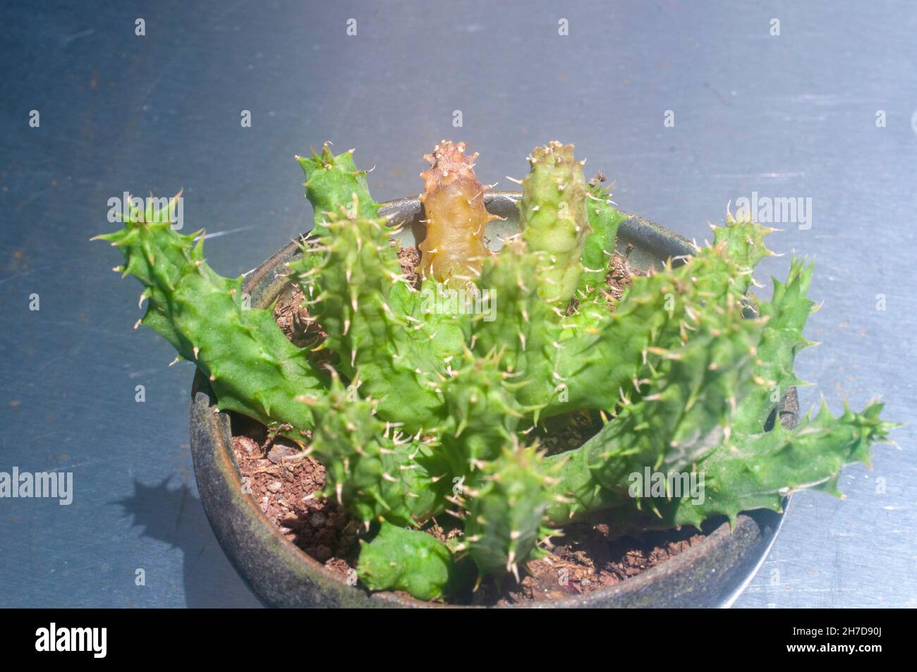 Rotting Huernia hystrix (Porcupine Huernia) The dark brown stem (back ...