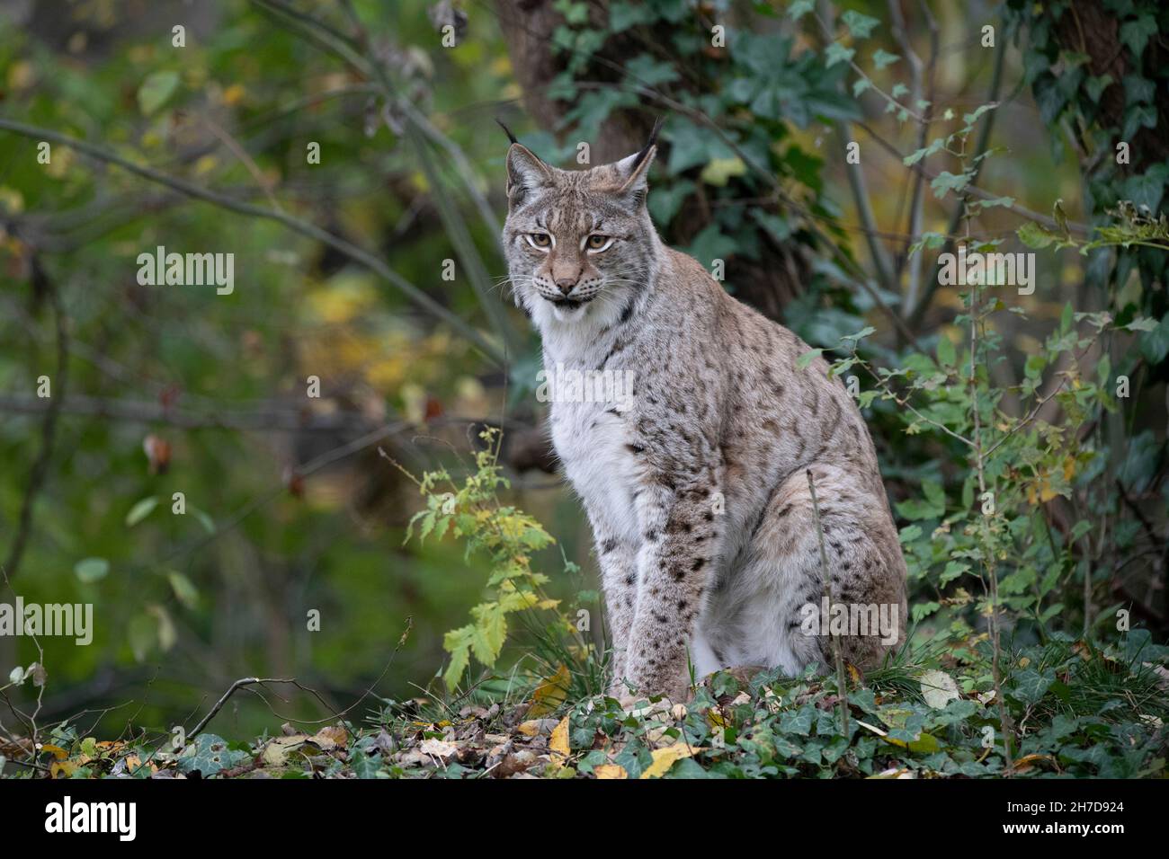 Lynx, lynx, Eurasian lynx, Zoom Erlebniswelt in Gelsenkirchen, November ...
