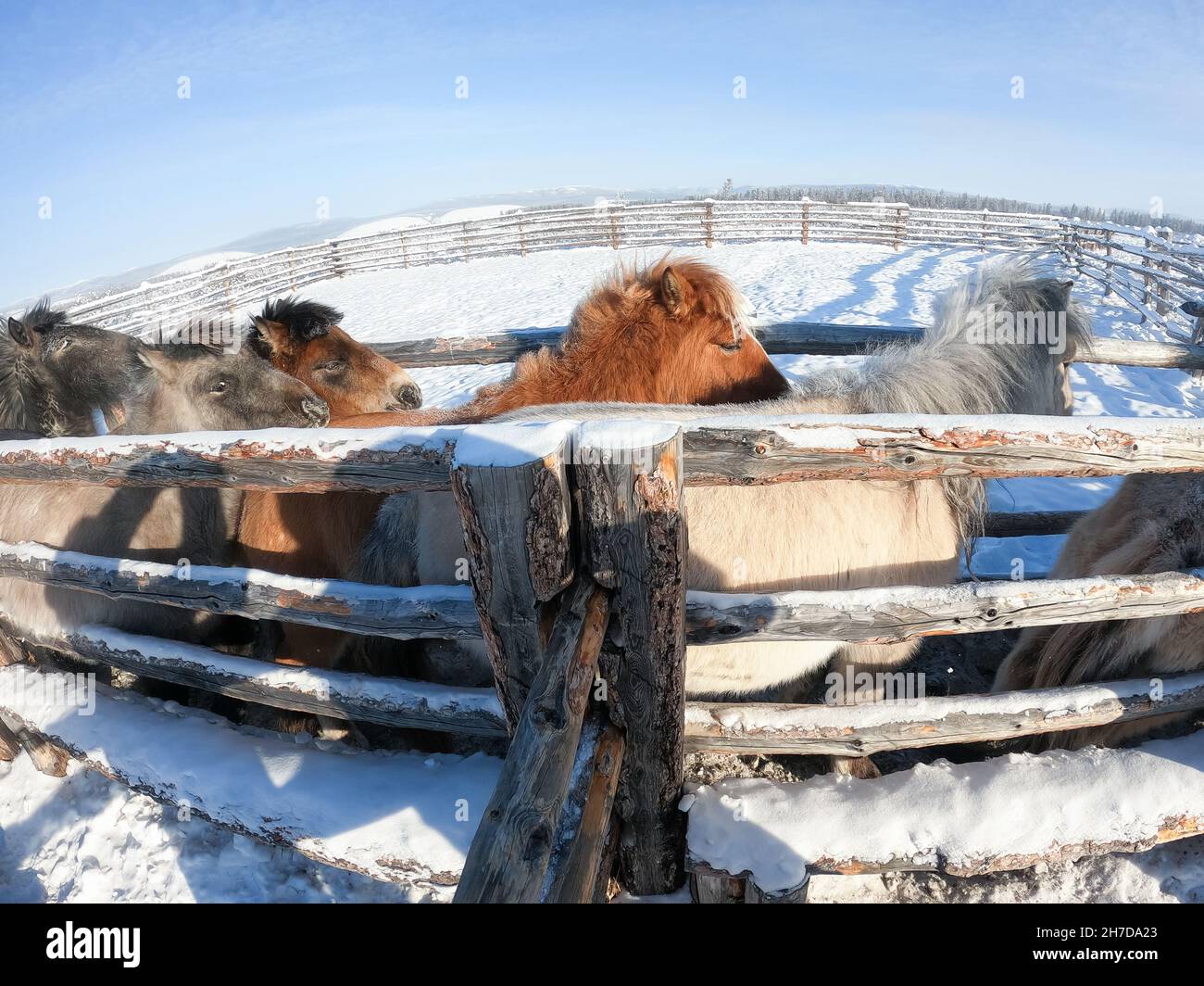 Horses standing in outdoor paddock in winter Stock Photo - Alamy