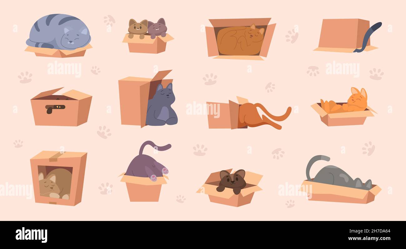 Kitty in box. Domestic funny animal playing with cardboard package pets ...