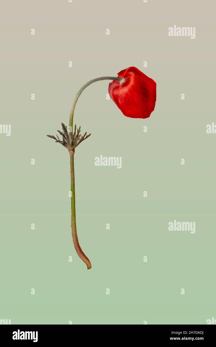 Digitally enhanced image of a Hand drawn and painted botanic study of ...