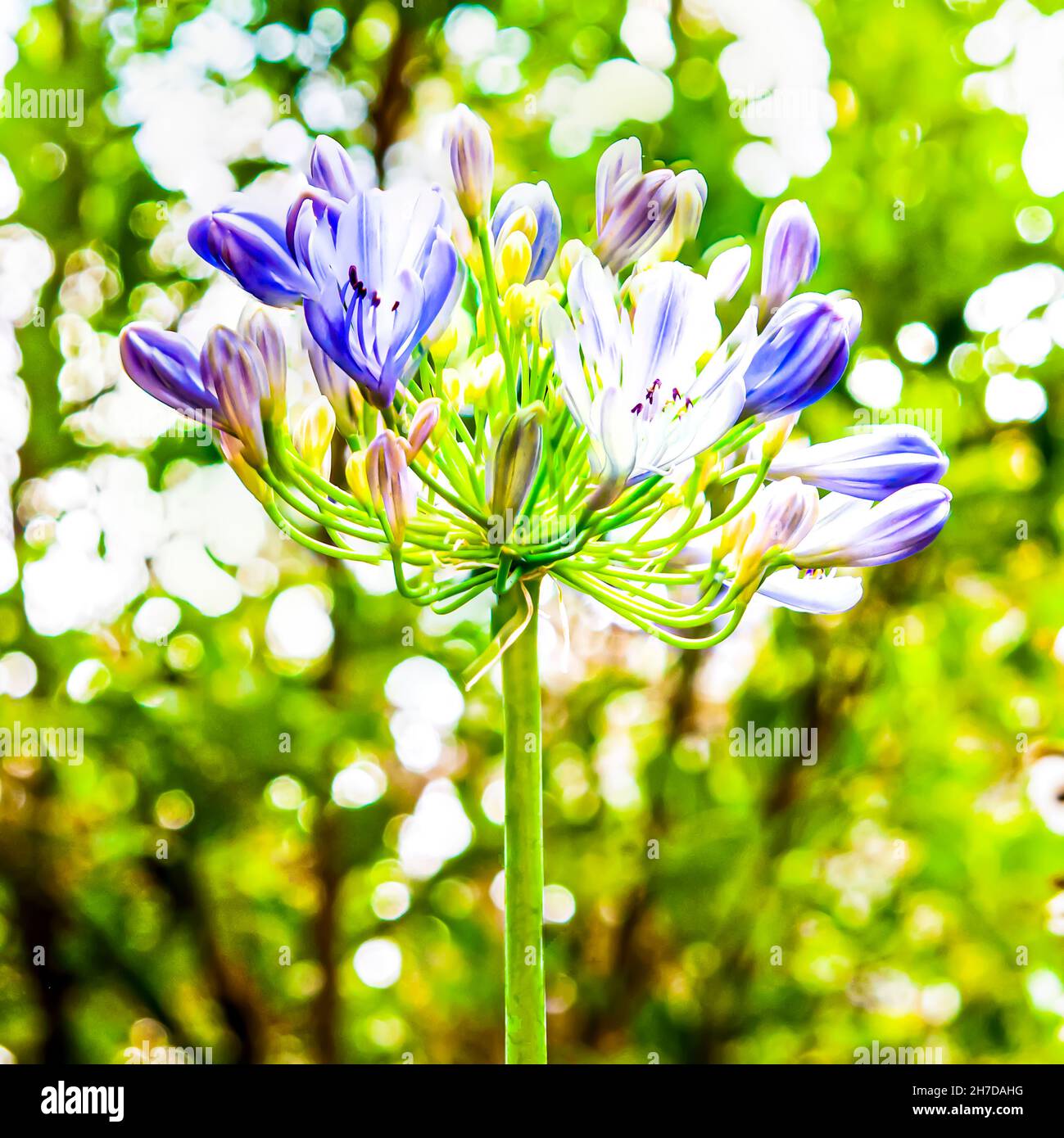 Blue African lily (Agapanthus) flowers in a garden. Photographed in ...