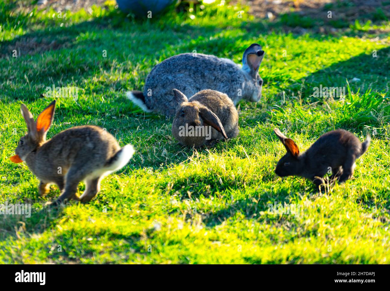 Onagreenbackground hi-res stock photography and images - Alamy