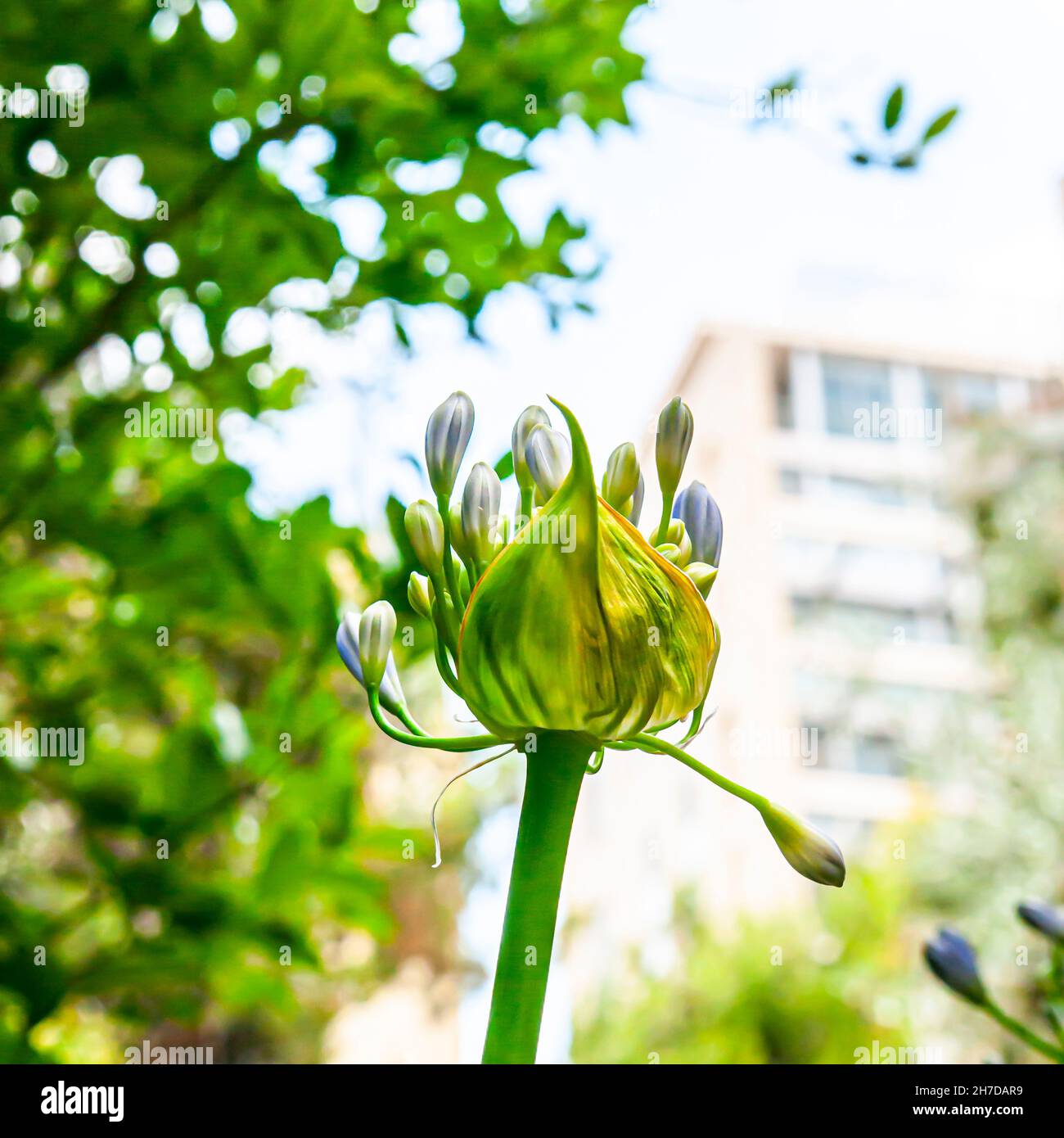 Blue African lily (Agapanthus) flowers in a garden. Photographed in ...