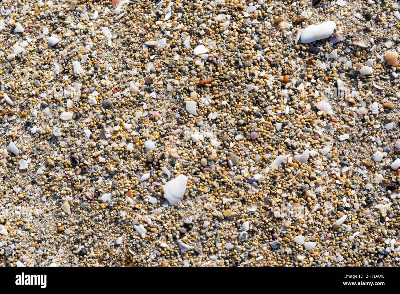 Abstract background with fine texture of stones and shells Stock Photo ...