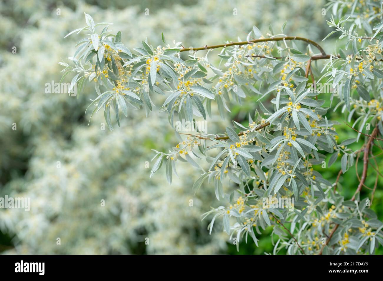 The background with the Loch shrub is silver. Nature, botany Stock ...