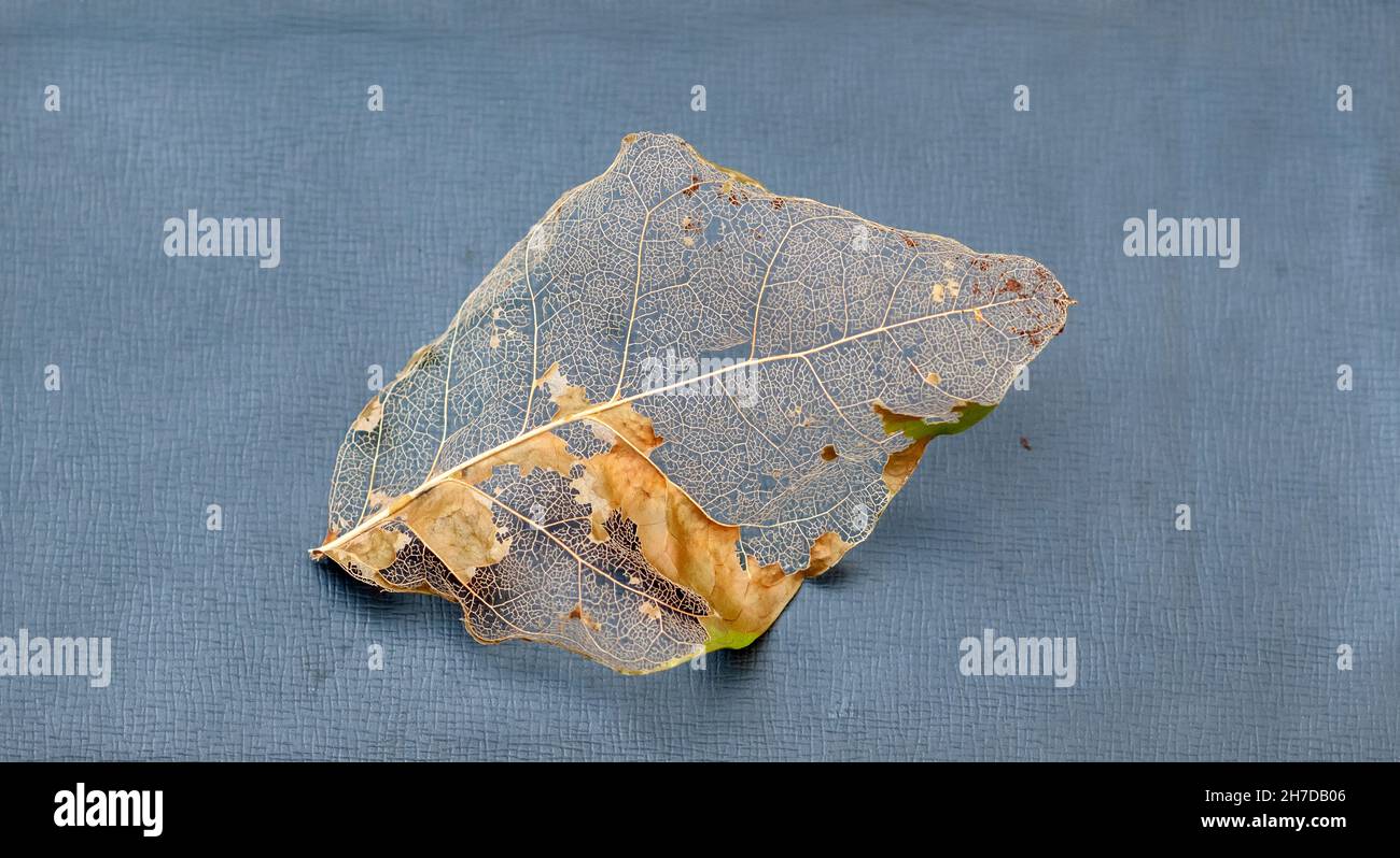 Leaf decay remaining leaf skeleton. The network of veins and vascular ...
