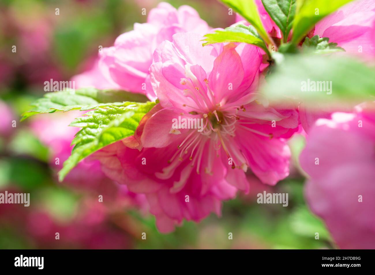 Beautiful floral pink background of sakura flowers Stock Photo - Alamy
