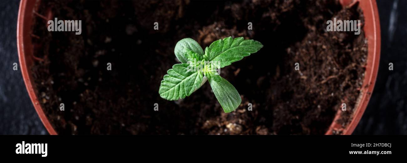 Cannabis plant sprout in a pot panorama. Growing medicinal marijuana at ...
