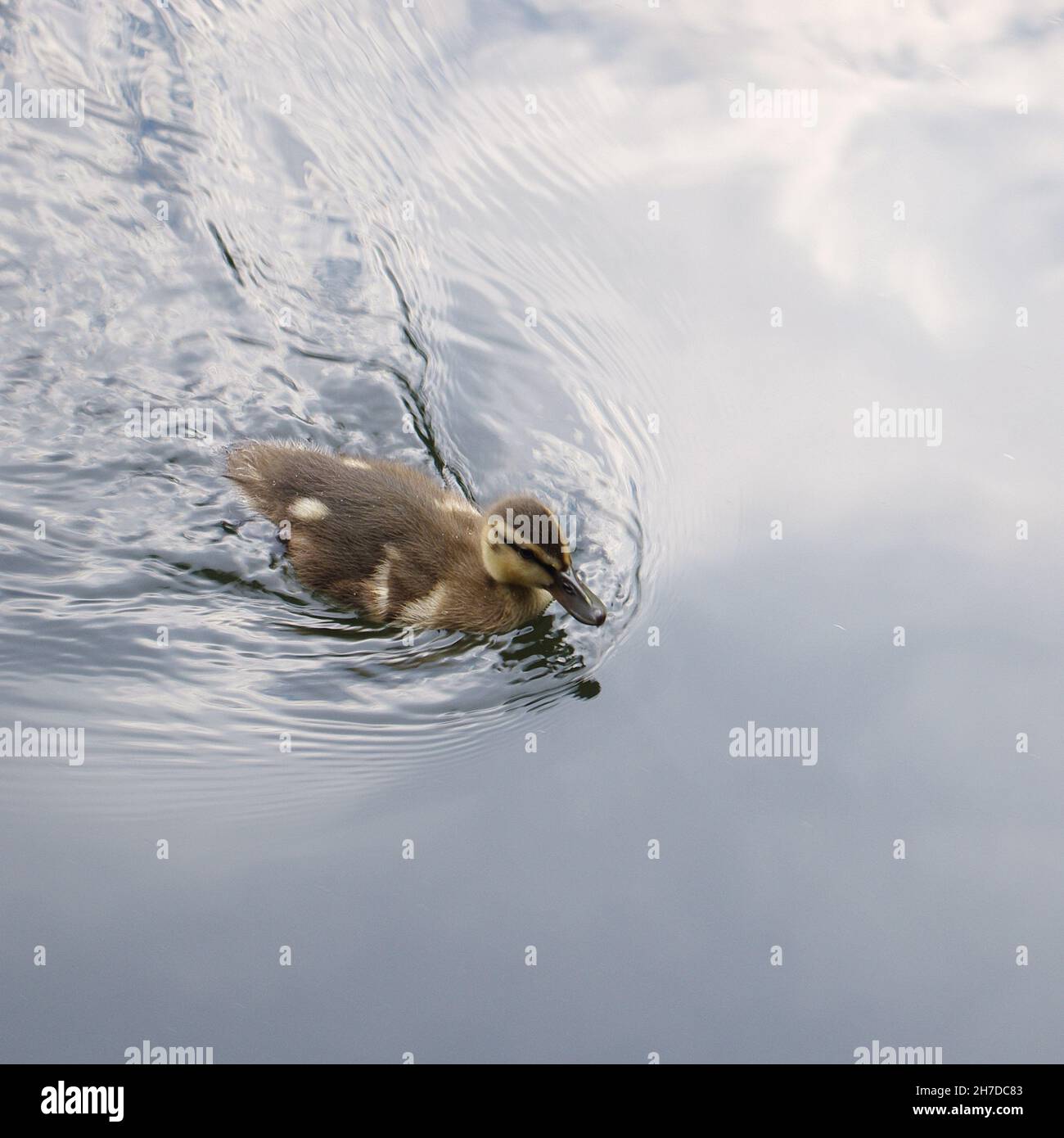 Mallard (Anas platyrhynchos) young duckling swimming on water. Cute ...