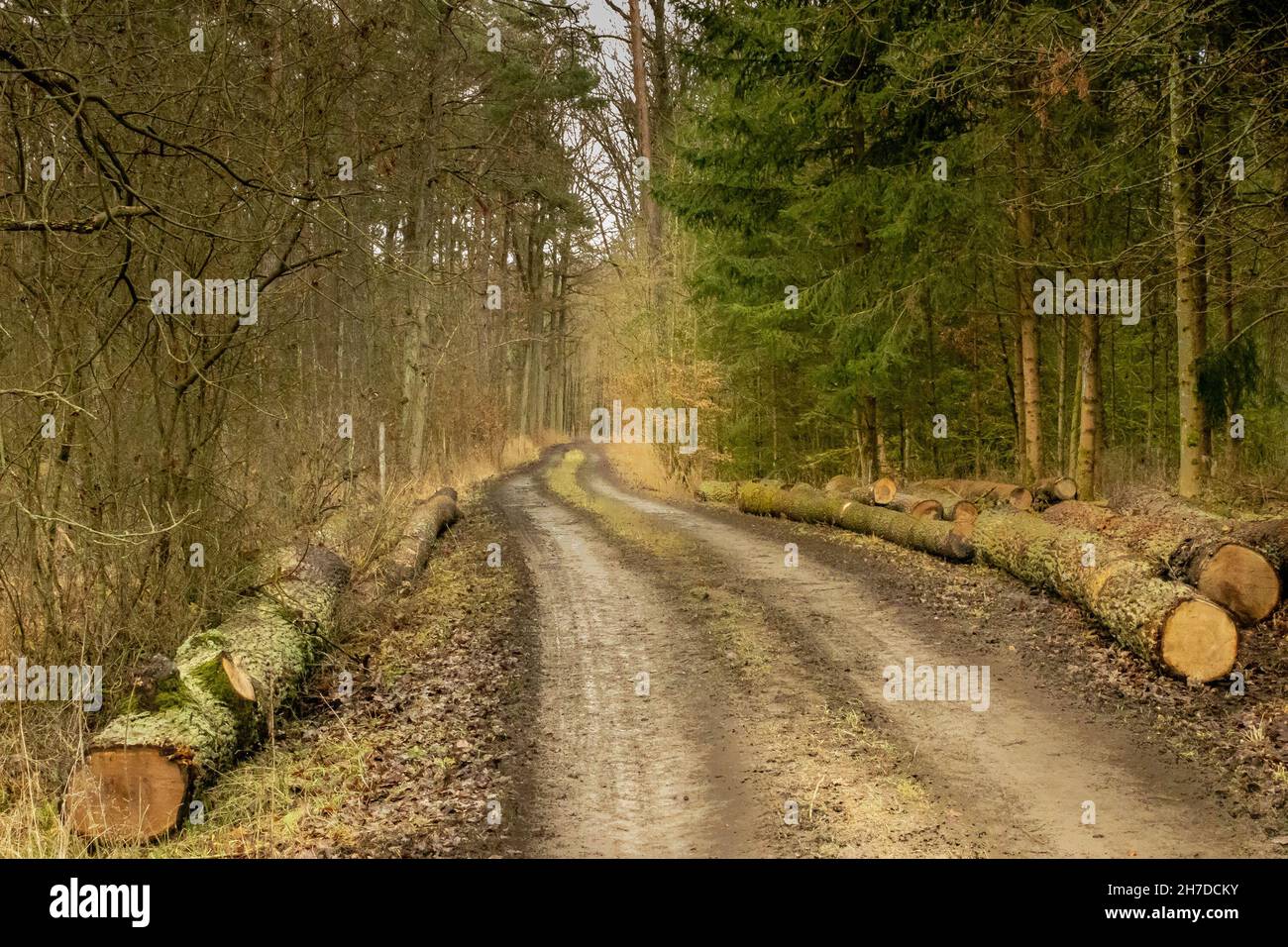 dirt logging road through the forest Stock Photo - Alamy