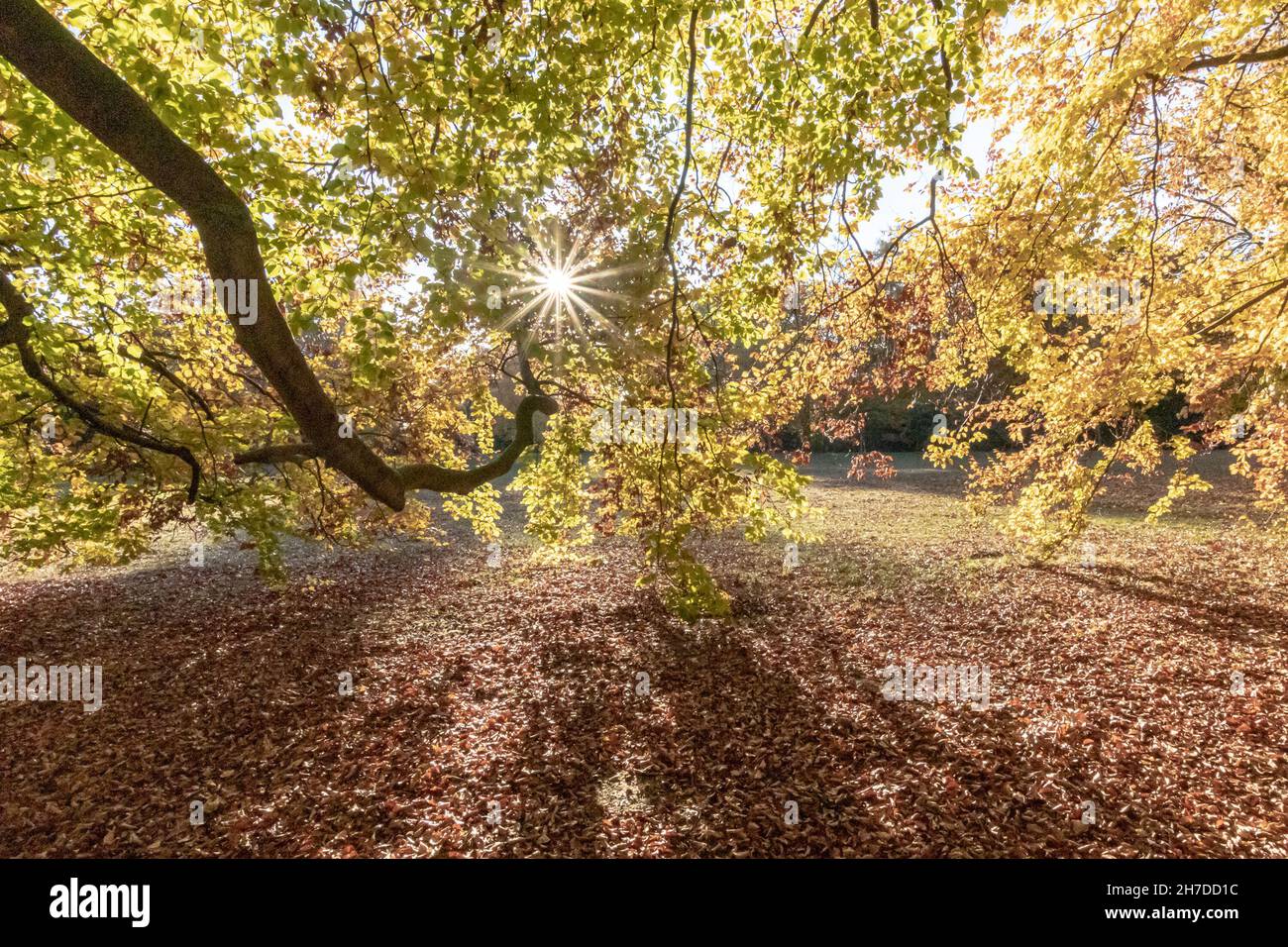 sun shining through colorful leaves Stock Photo - Alamy