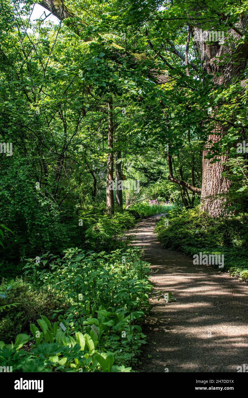 Winding trail dark forest hi-res stock photography and images - Alamy