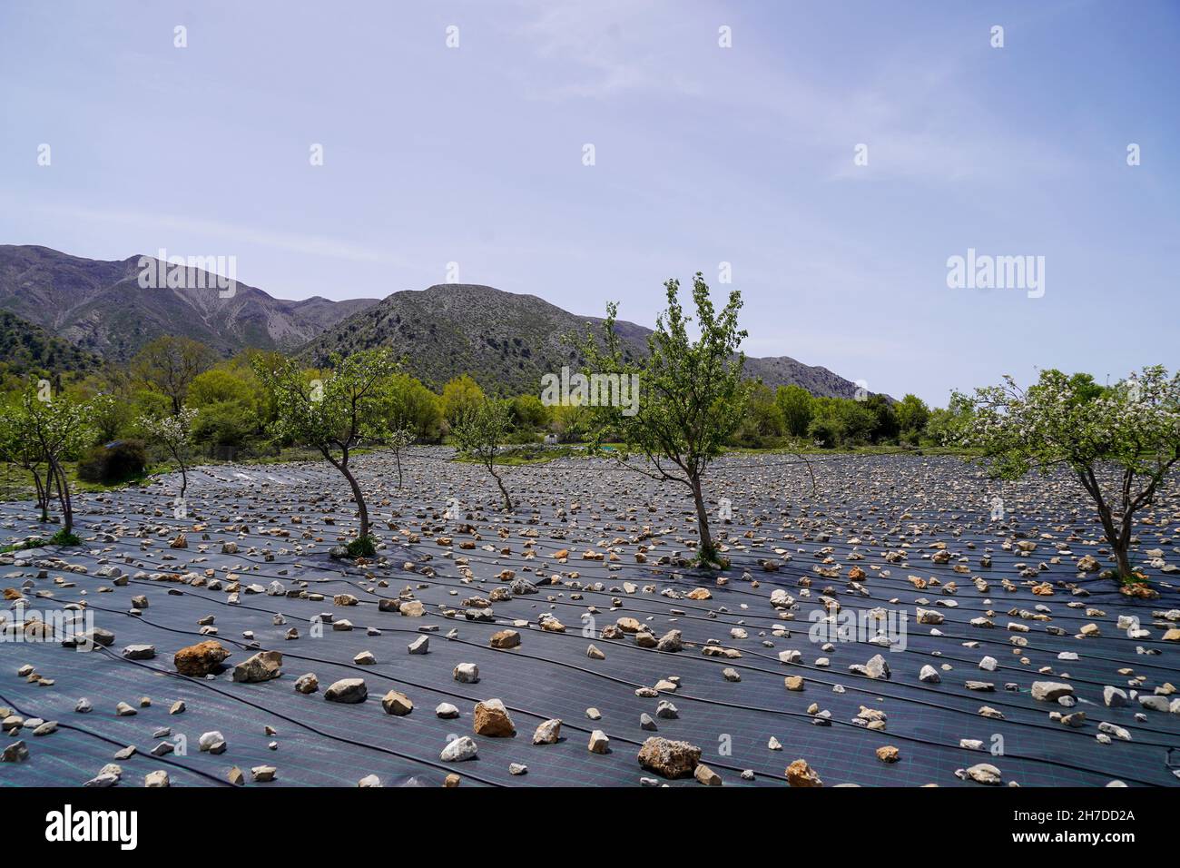Fruit in an orchard hi-res stock photography and images - Alamy