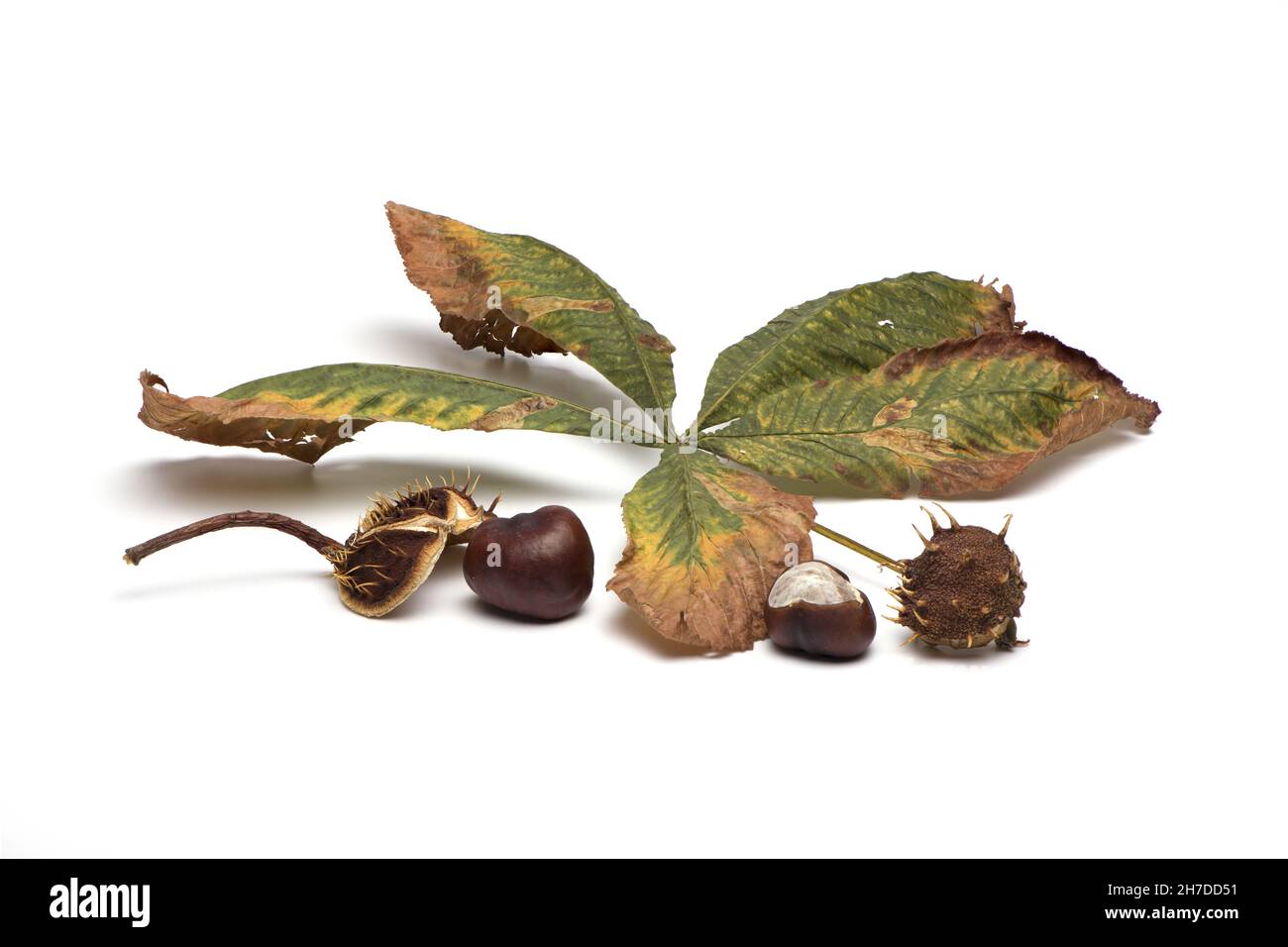Close-up of autumn chestnuts with shell and leaves isolated on white ...