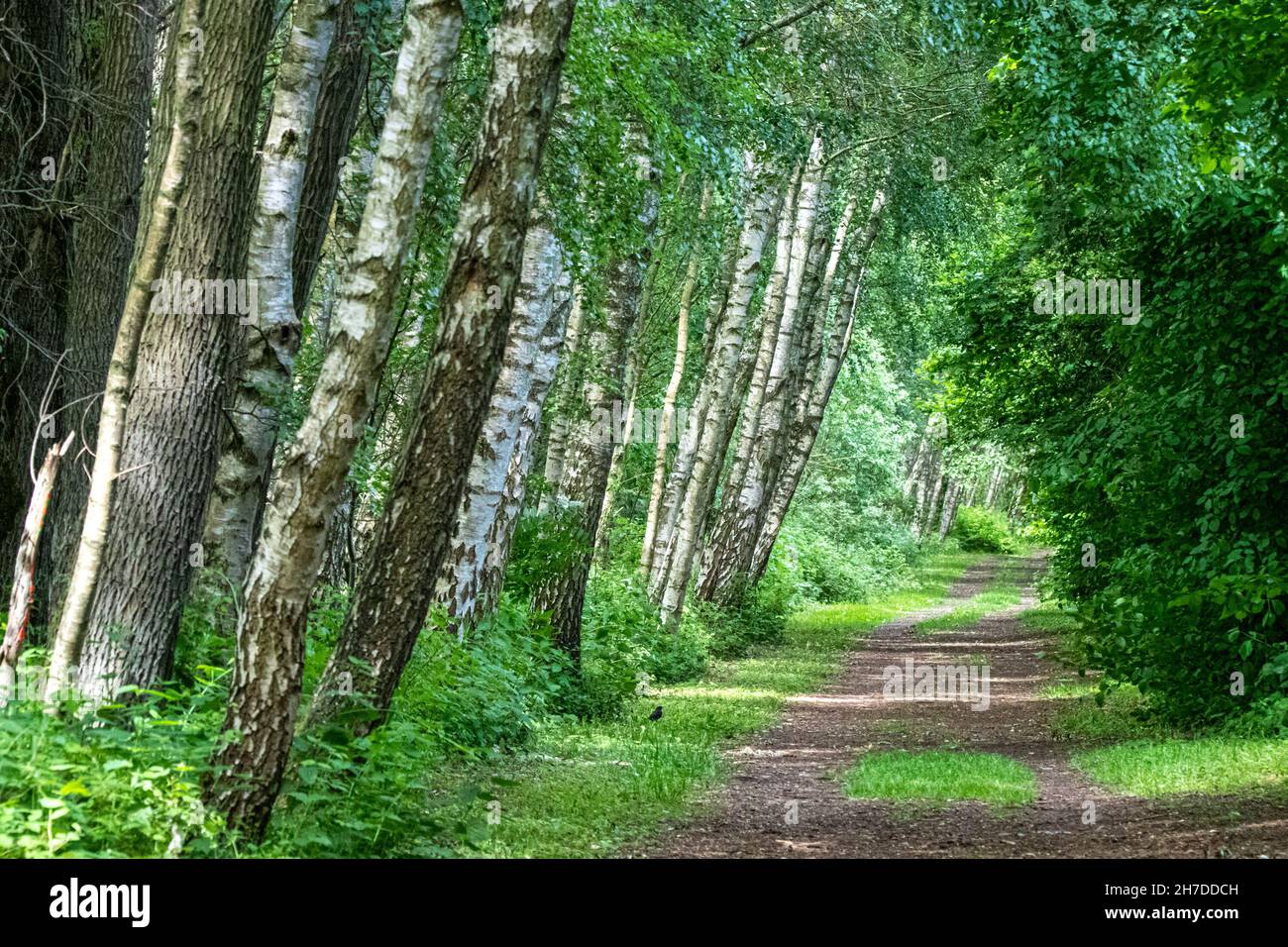 Black grass lined pathway hi-res stock photography and images - Alamy