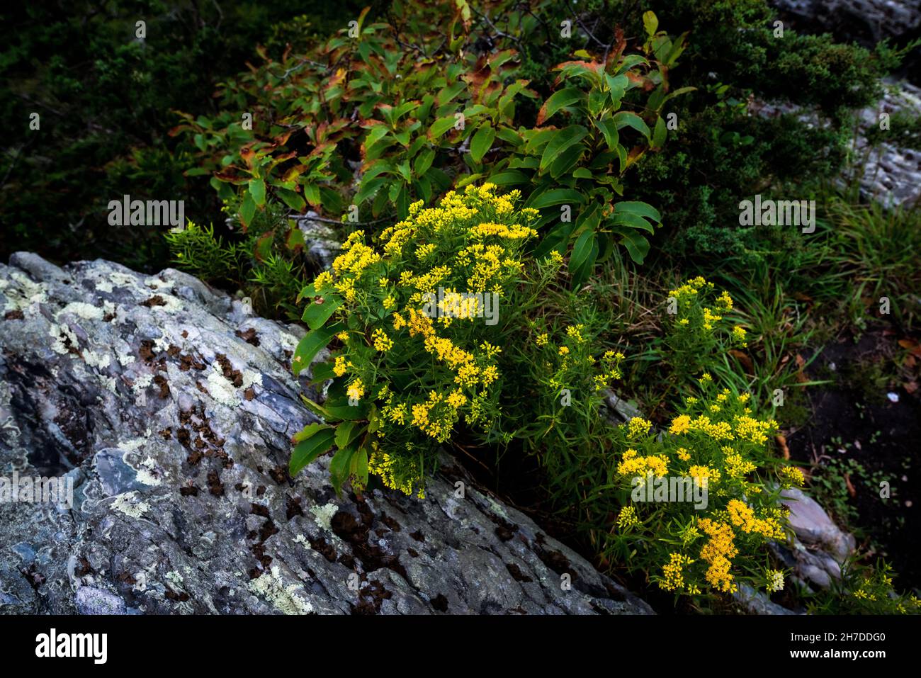 Grass-leaved goldenrod (Euthamia graminifolia) at the Norman Bird ...