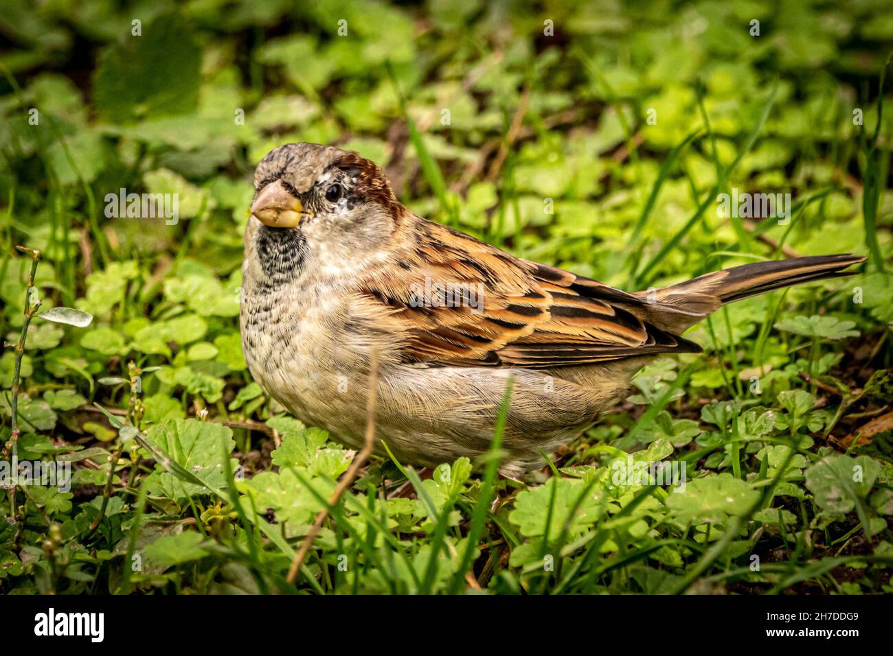 Tree sparrow fall hi-res stock photography and images - Alamy