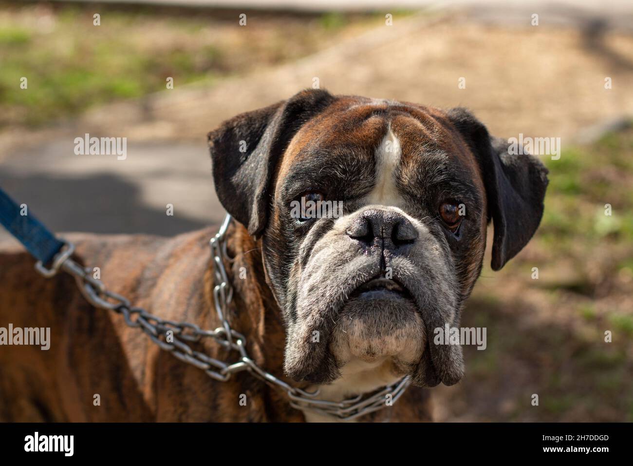 Dog breed boxer. Portrait of a dog. Pet on a chain. Walking a pet Stock ...