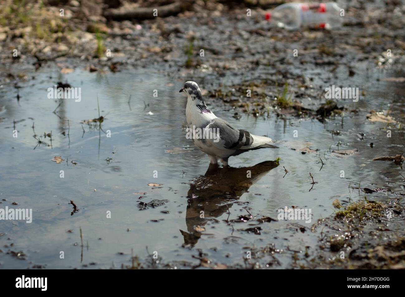 The pigeon stands in a puddle. Blue of three colors. Beautiful color of ...