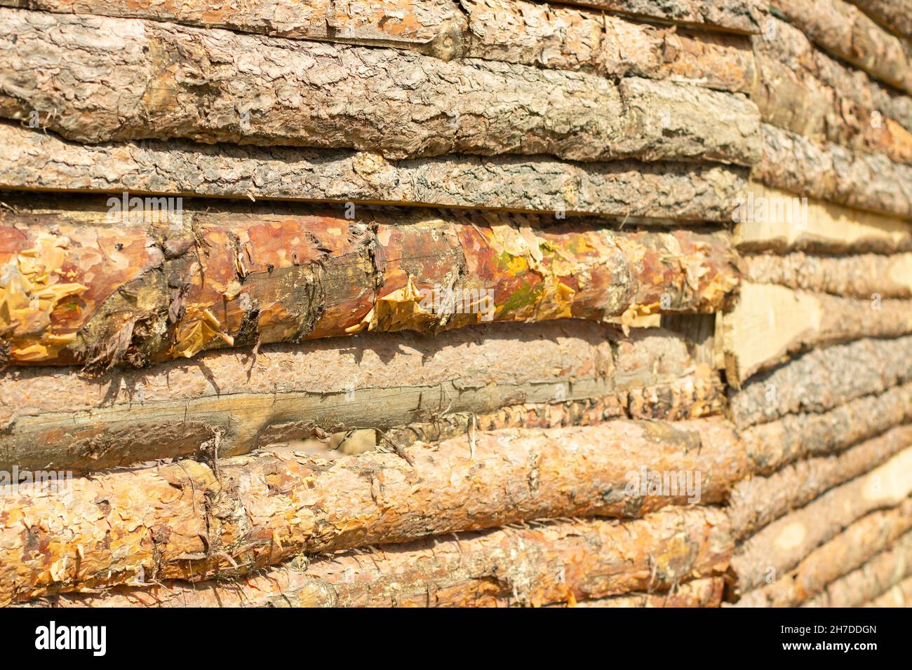 Fence of logs. Fence of pine boards. Fresh log house made of boards ...