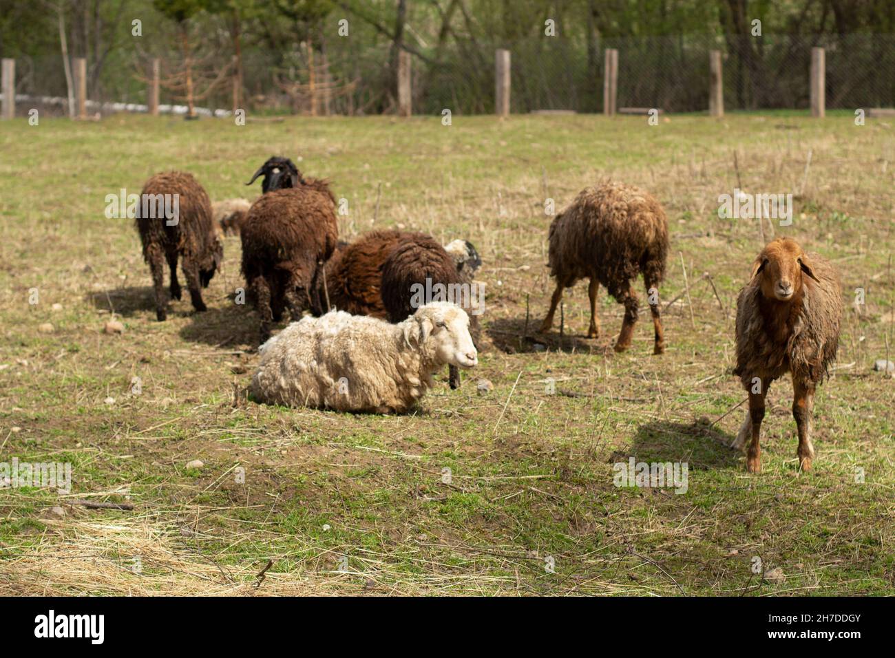 Sheep on the farm in the summer. Farm animals graze on the lawn ...
