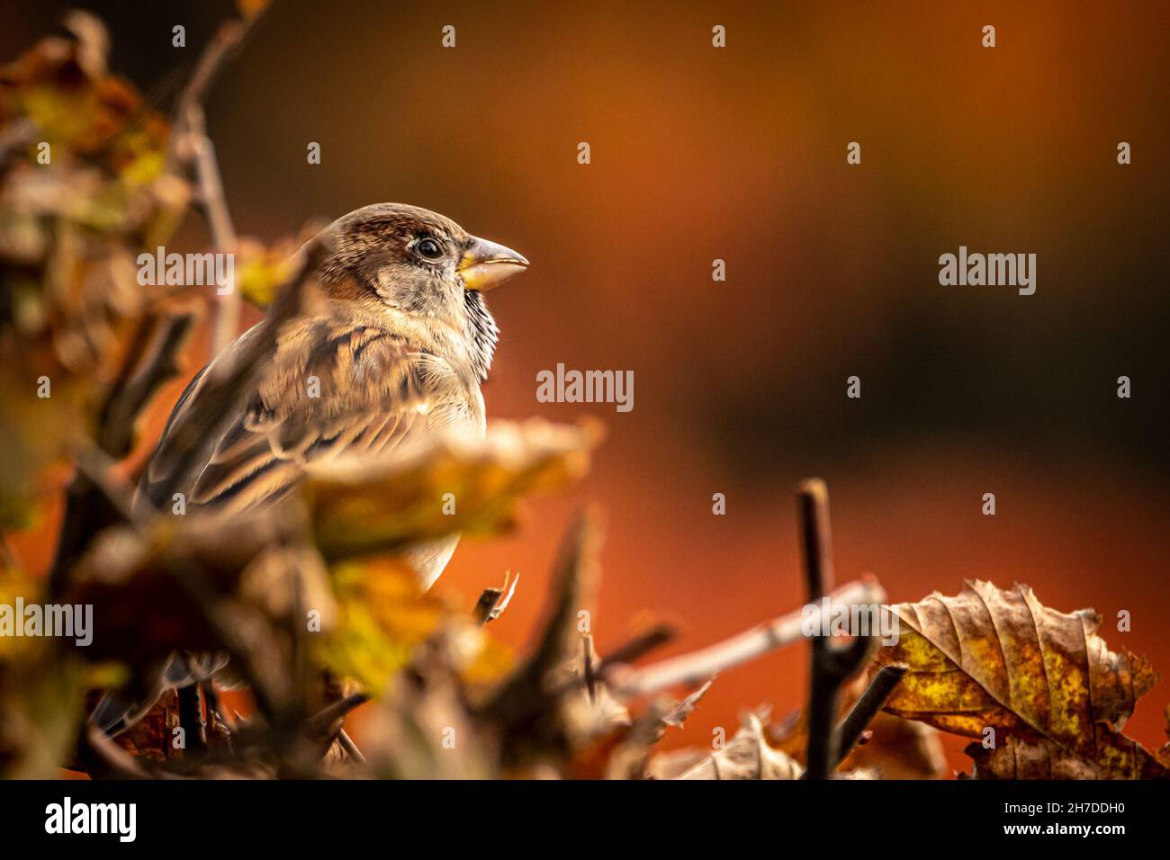 closeup of a sparrow Stock Photo - Alamy