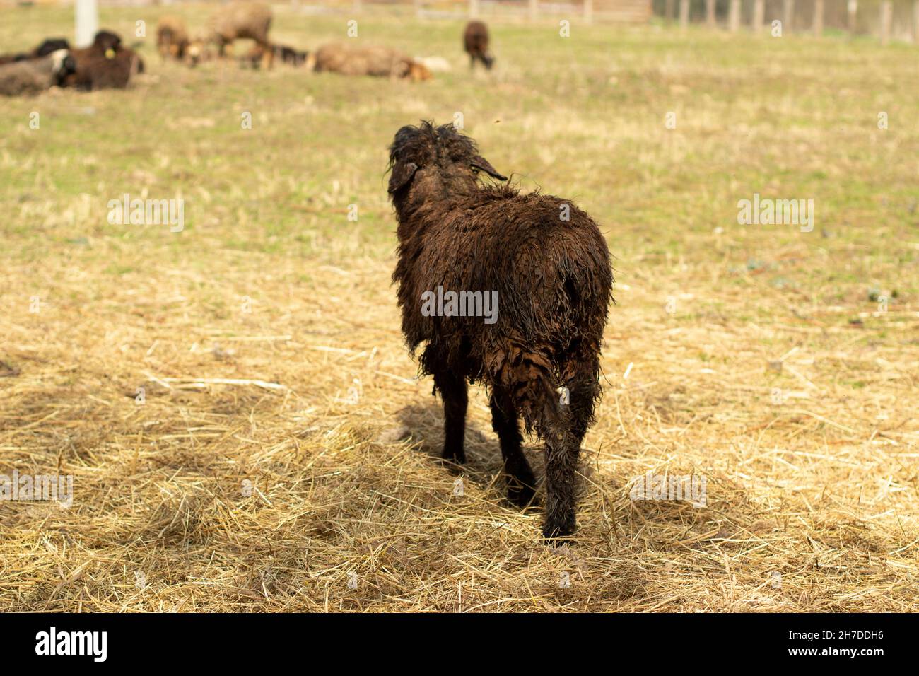 A black sheep on the farm. The animal is summer in the countryside. The ...