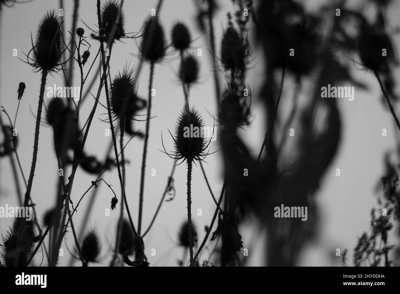 Background of dry plants. Stems of a thorny plant. Silhouettes of ...