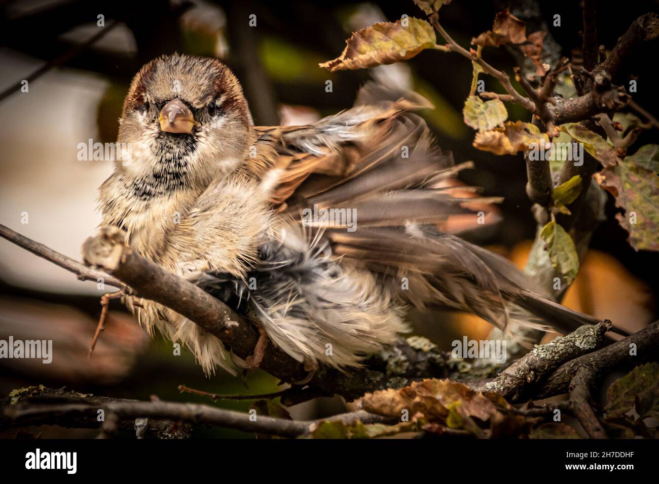 Tree sparrow fall hi-res stock photography and images - Alamy