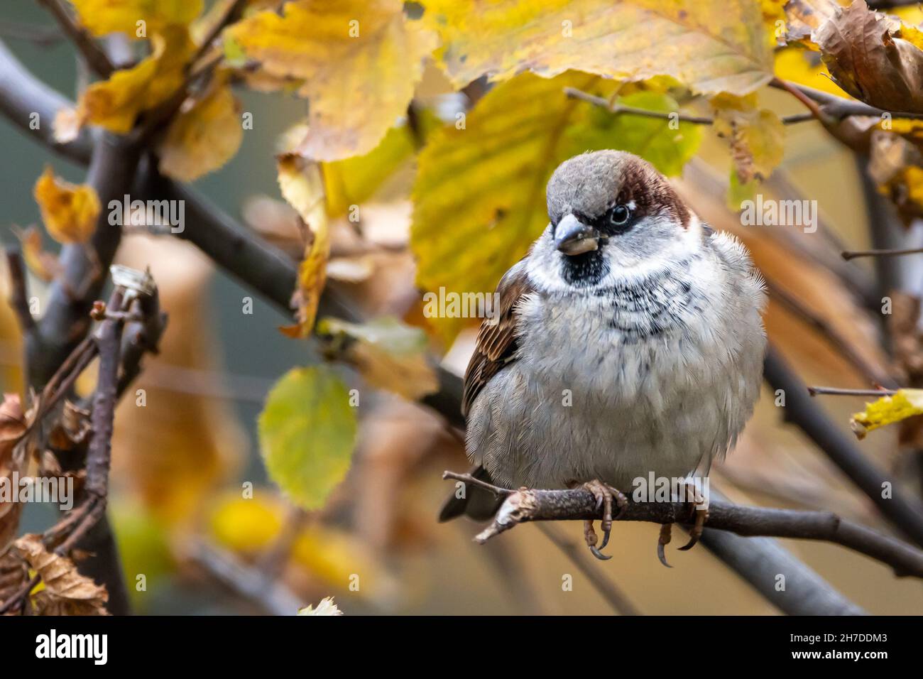 Sparrow fall hi-res stock photography and images - Alamy