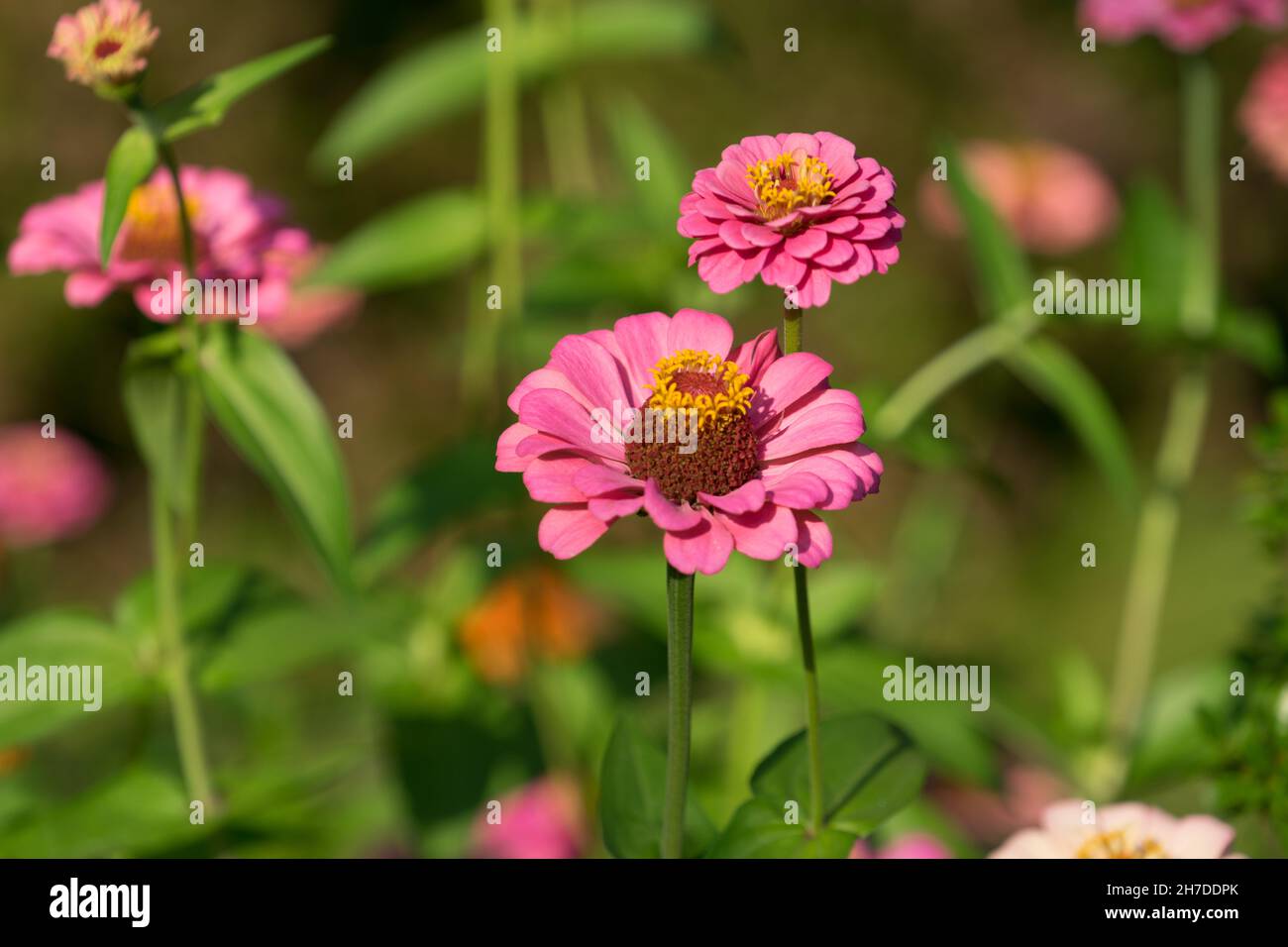 large pink flower-zinnia of the family Asteraceae on the bright blurred ...